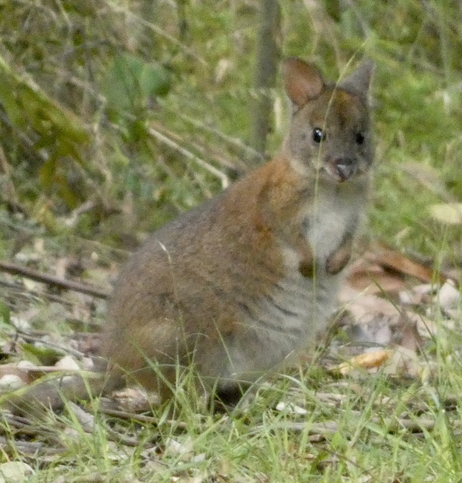 Thylogale thetis (Lesson, 1828)