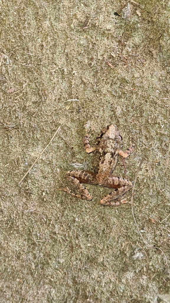 Platymantis from CJ84+C85, Baguio, Benguet, Philippines on April 10 ...