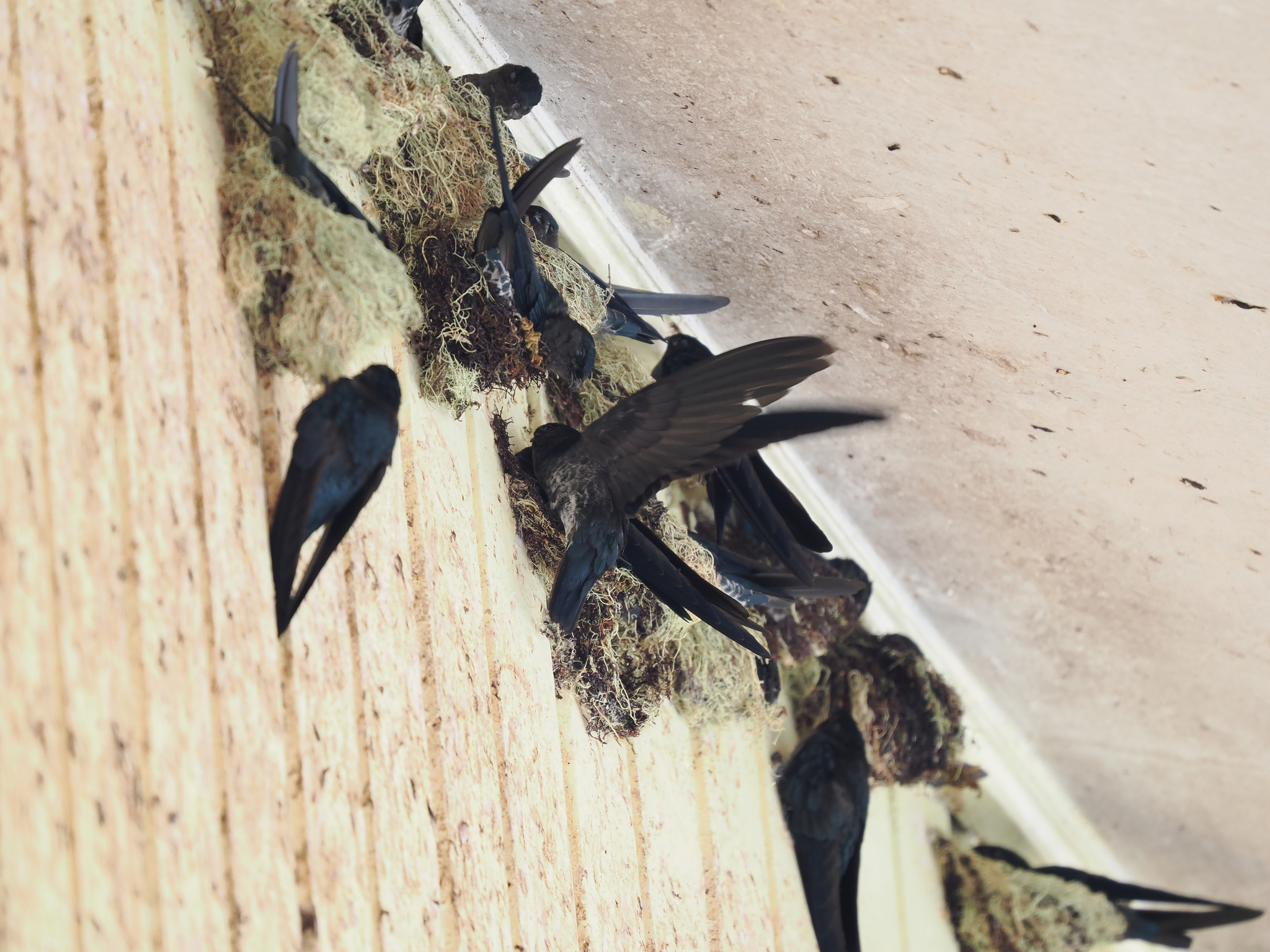 Collocalia affinis Beavan, 1867