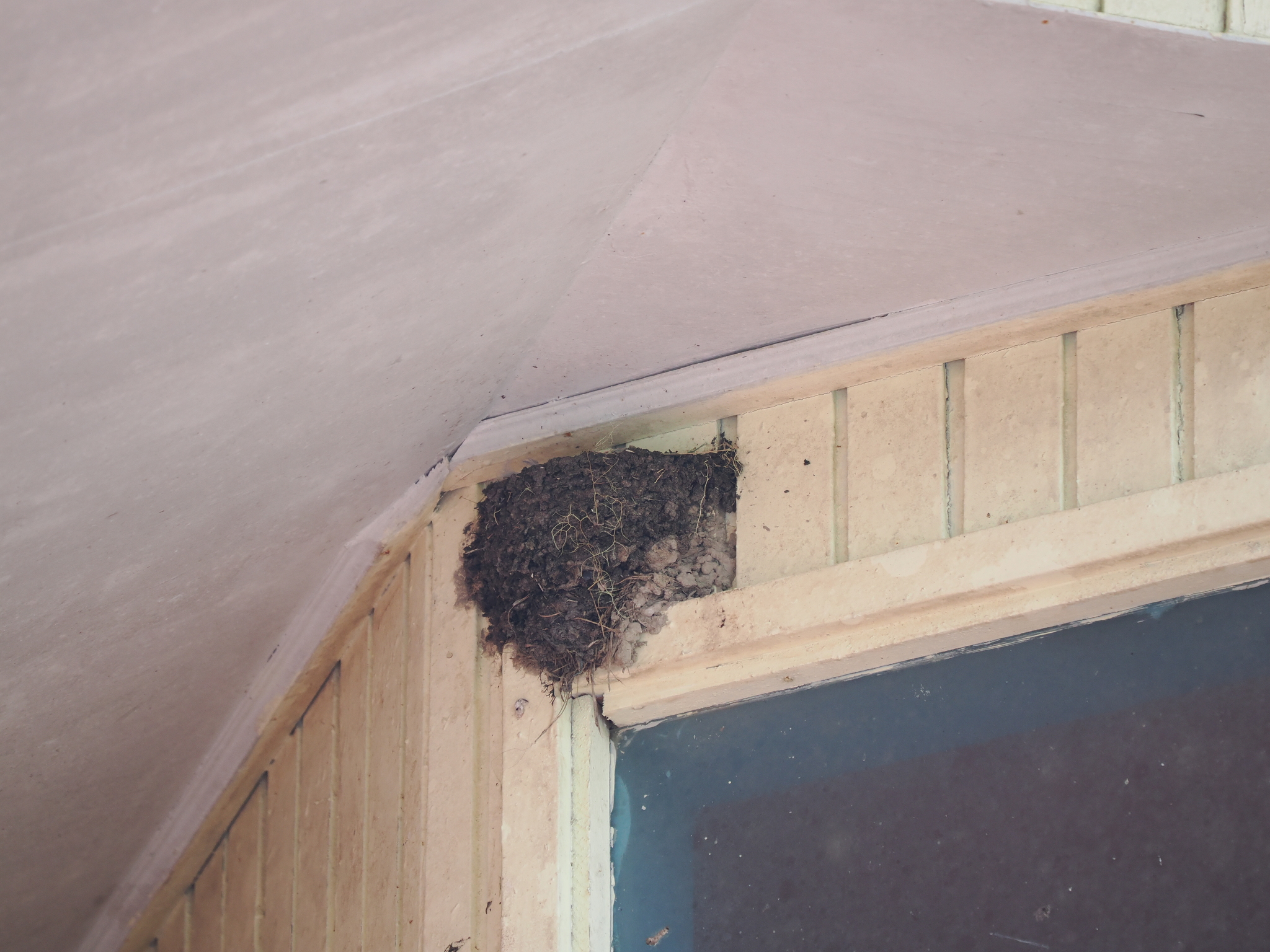 Collocalia affinis Beavan, 1867