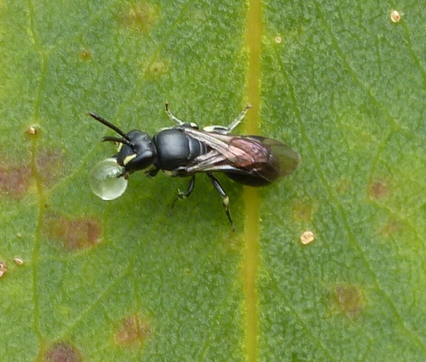 White-marked Masked Bee from Poatina TAS 7302, Australia on April 8 ...