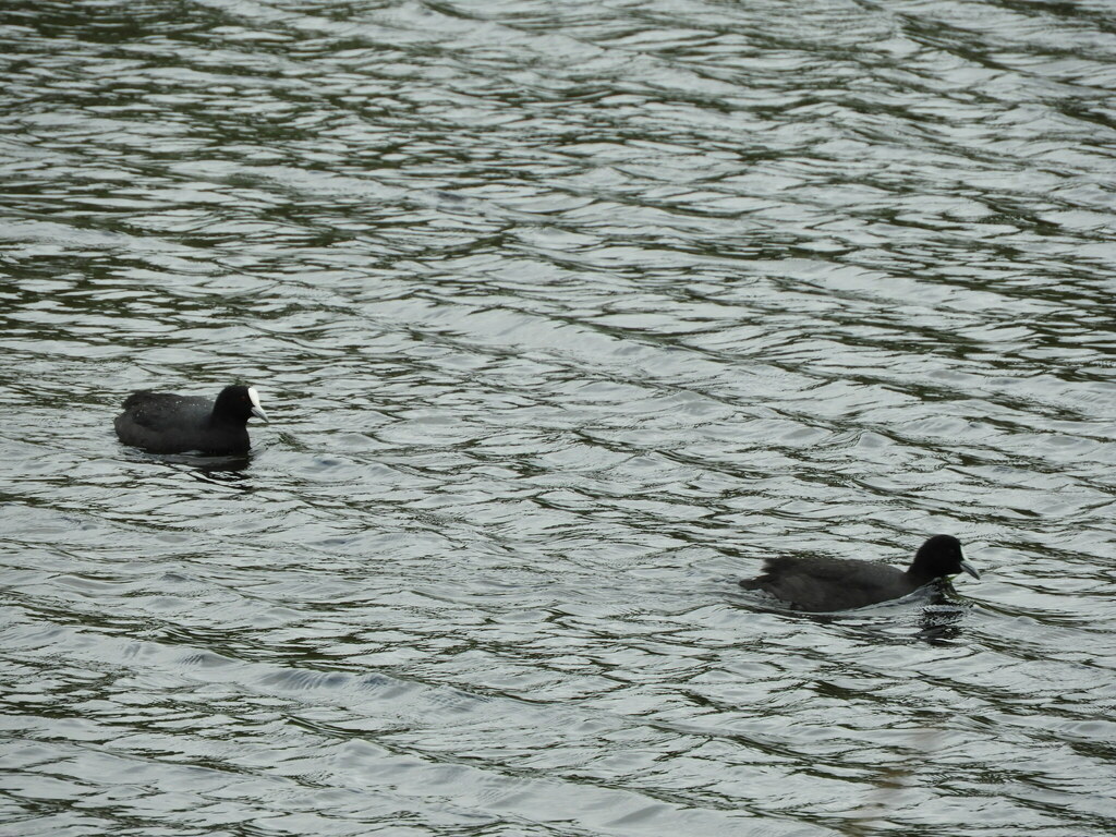 Australasian Coot from Wonthaggi VIC 3995, Australia on April 10, 2023 ...