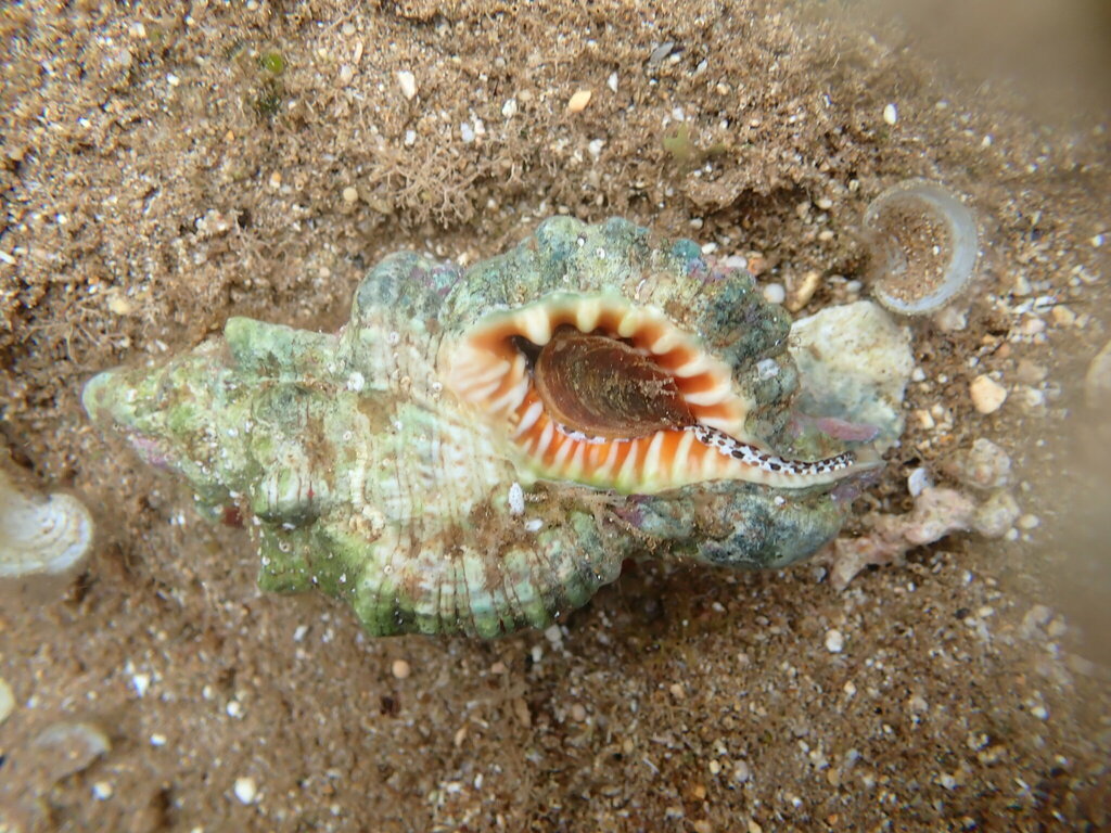 Gold-Mouthed Triton Snail in April 2023 by Cricket Raspet · iNaturalist
