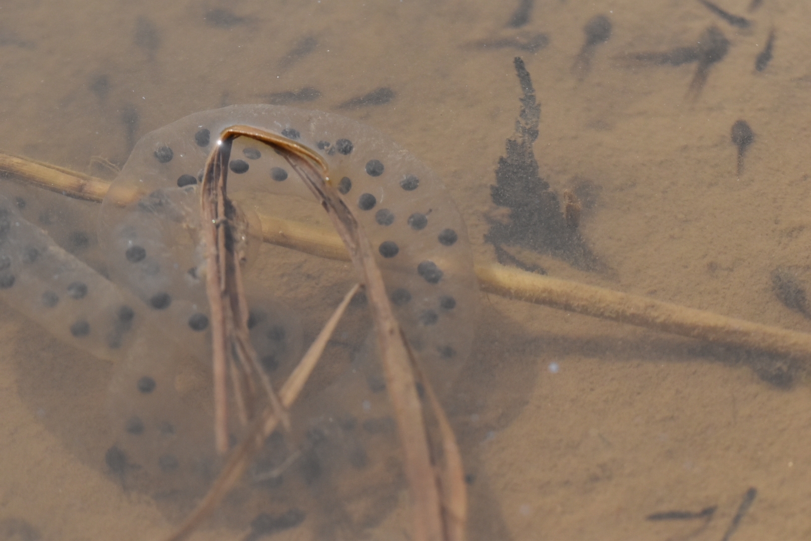 Hynobius leechii Boulenger, 1887