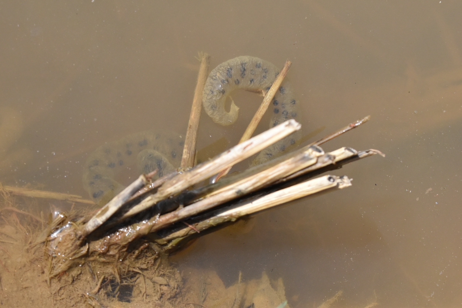 Hynobius leechii Boulenger, 1887