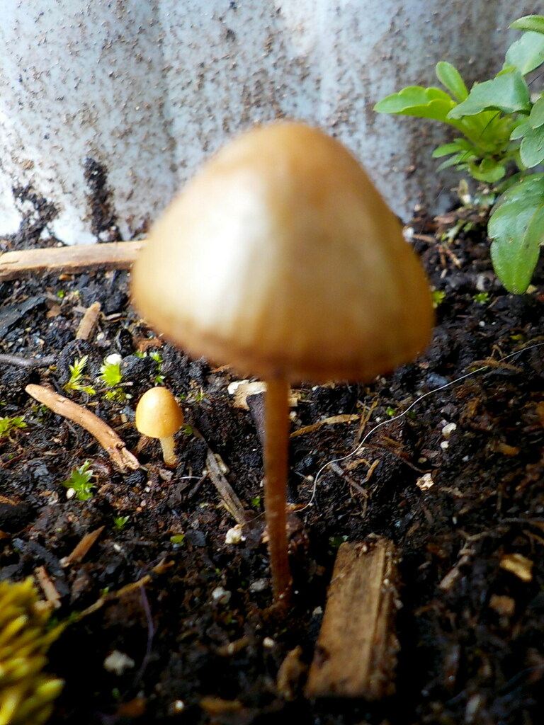 Basidiomycete Fungi from Lowca, Whitehaven CA28 6QB, UK on April 09 ...