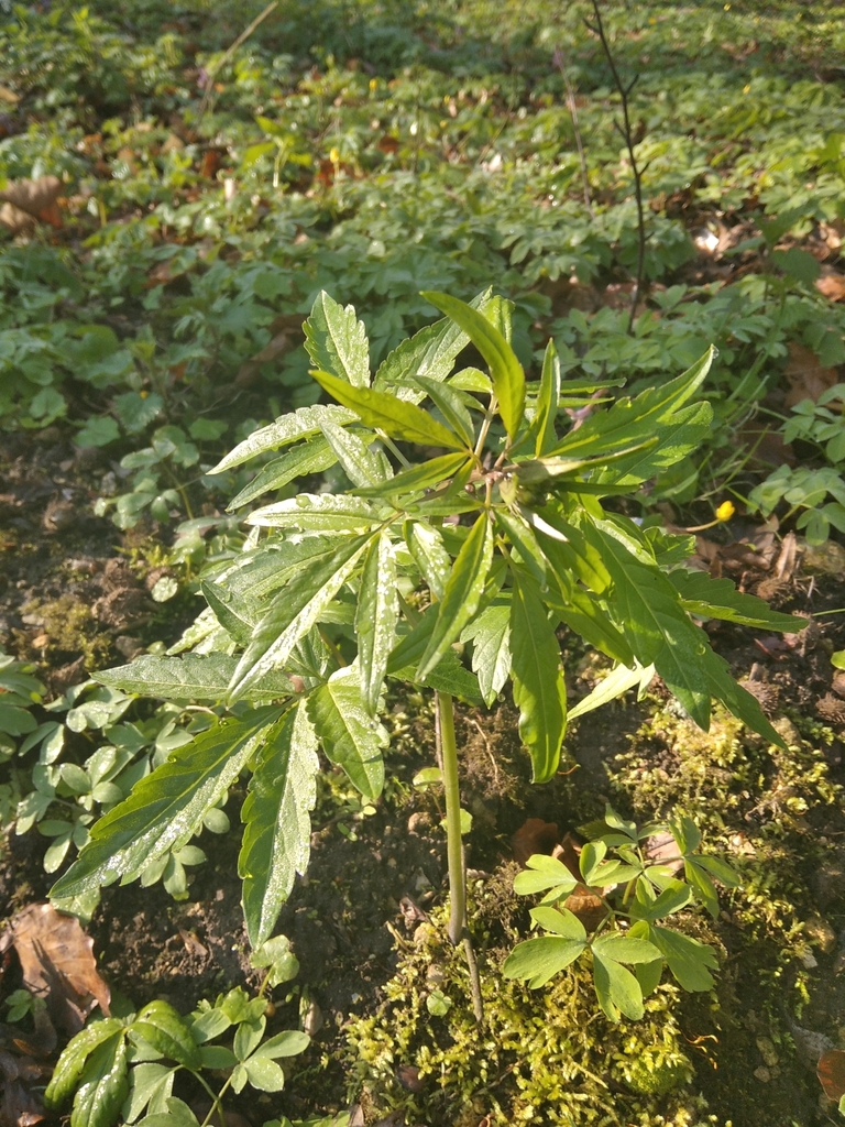 coralroot from Komlói, HU-BA, HU on April 10, 2023 at 08:55 AM by ...