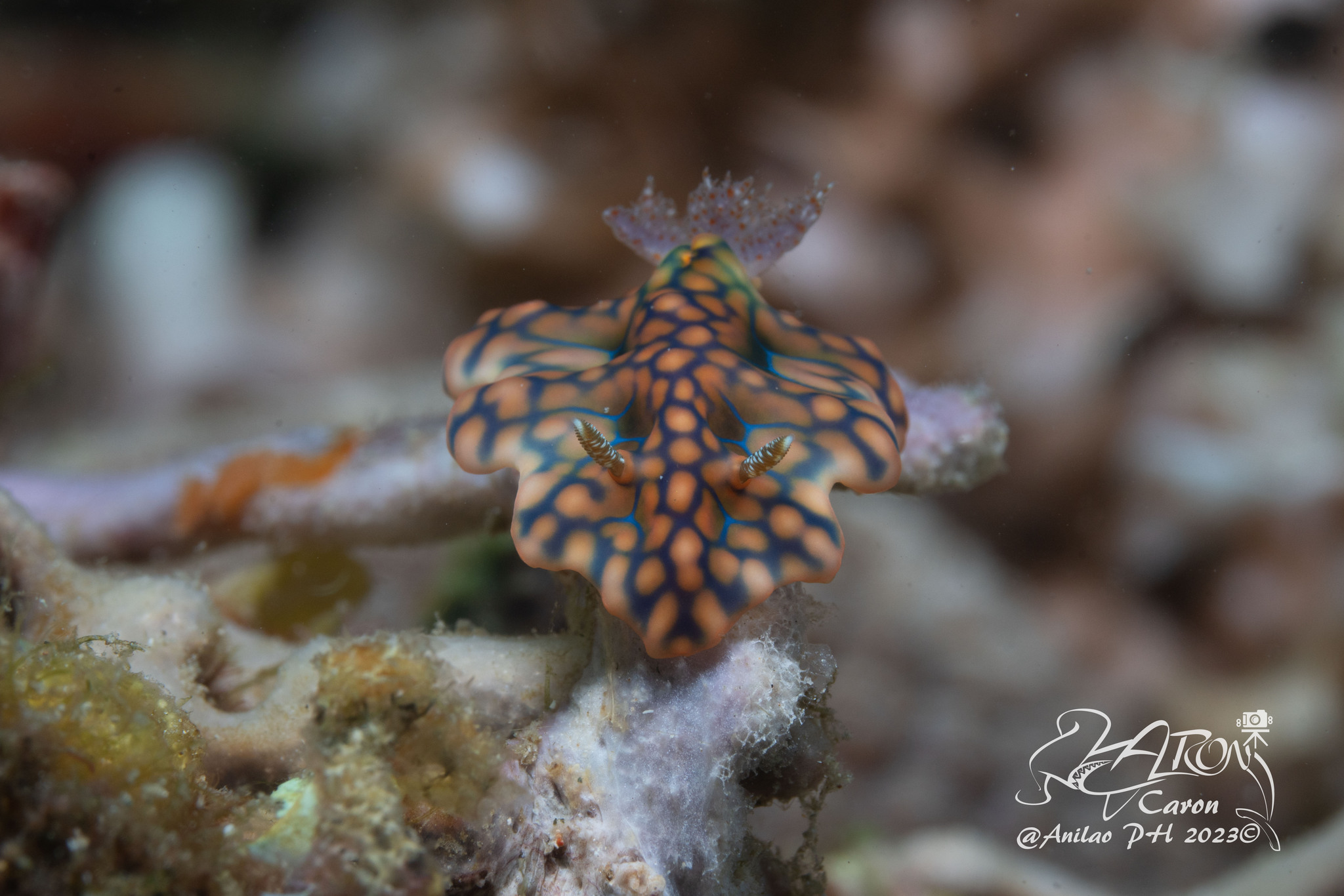 Miamira sinuata (van Hasselt, 1824)