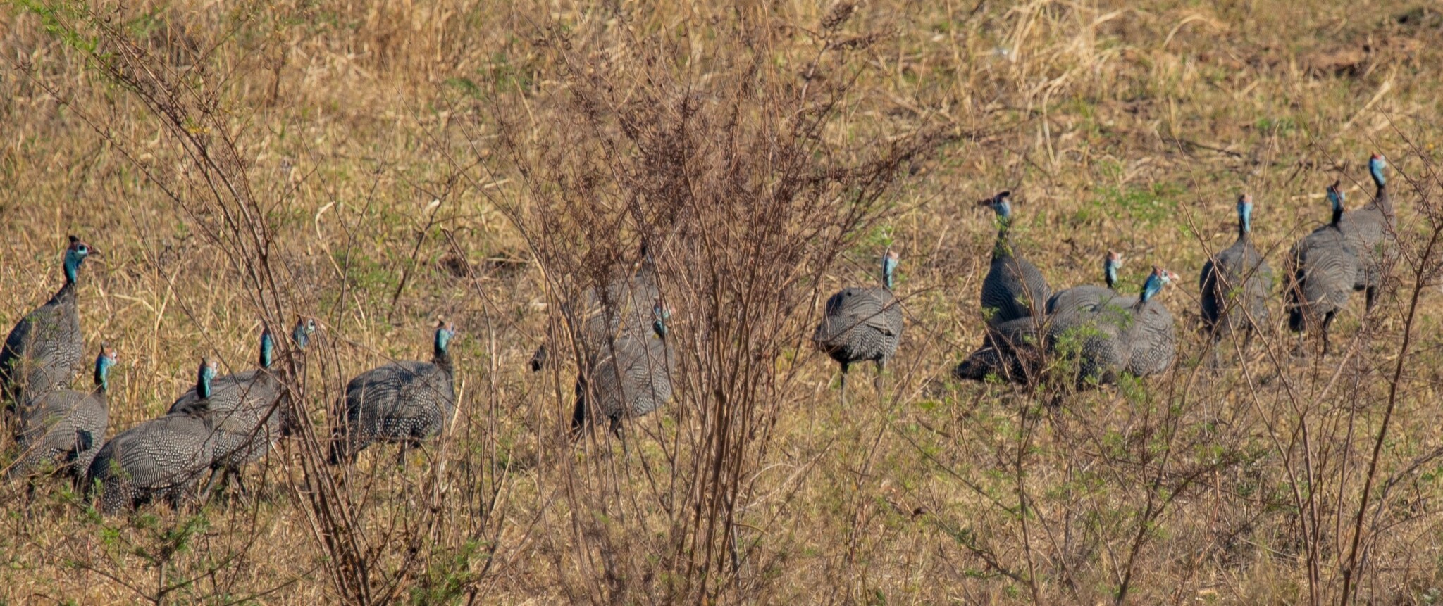 Numida meleagris mitratus Pallas, 1767