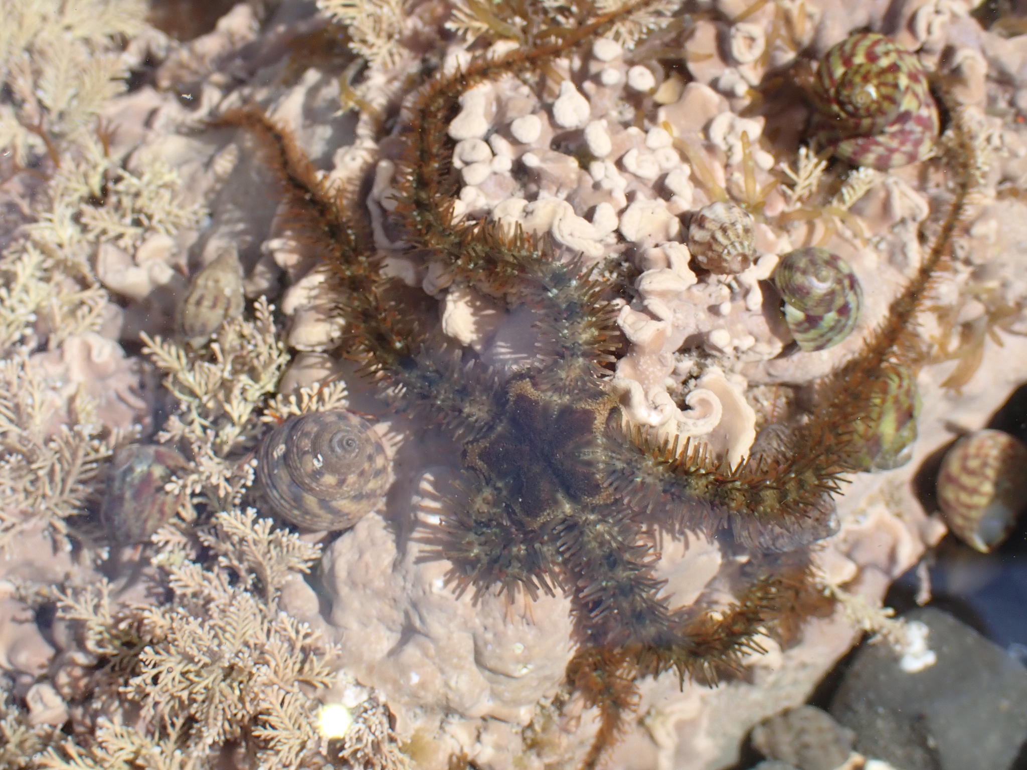 Ophiothrix fragilis (Abildgaard, 1789)