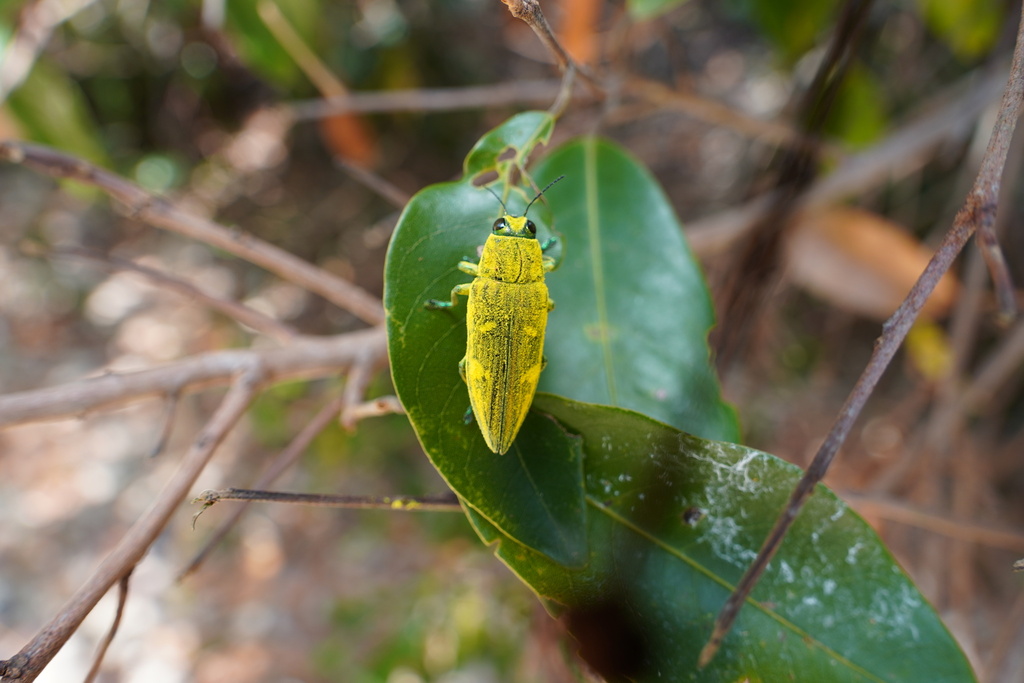 Chrysodema aurostriata from Prey Nob, Cambodge on March 28, 2023 at 09: ...