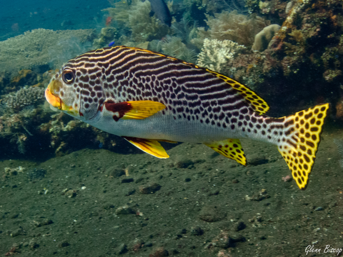 Plectorhinchus lineatus (Linnaeus, 1758)