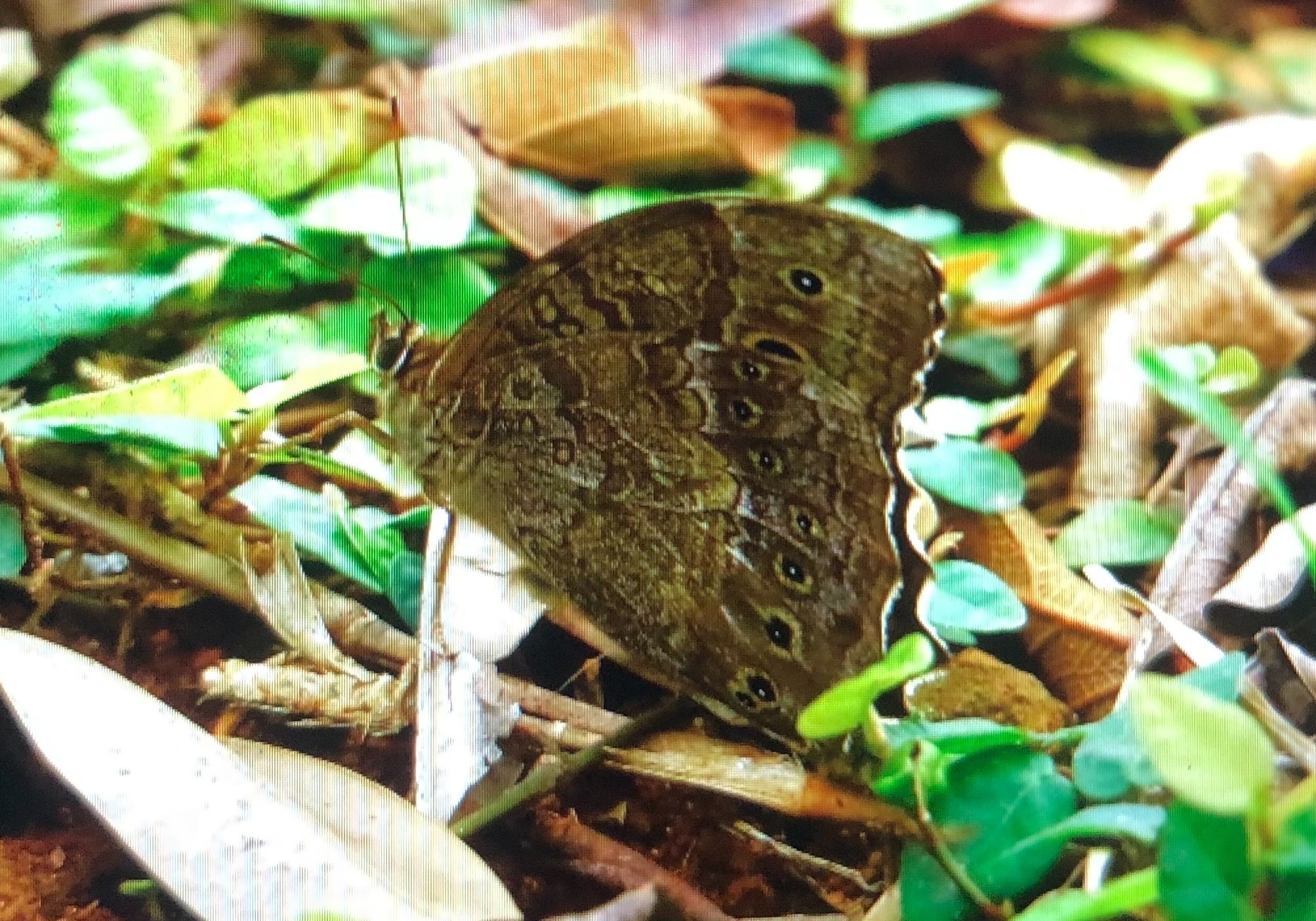 Neope muirheadii (Felder, 1862)