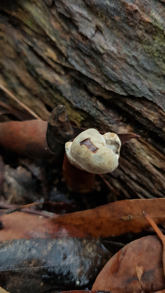 red-staining stalked polypore from Sydney NSW, Australia on April 06 ...