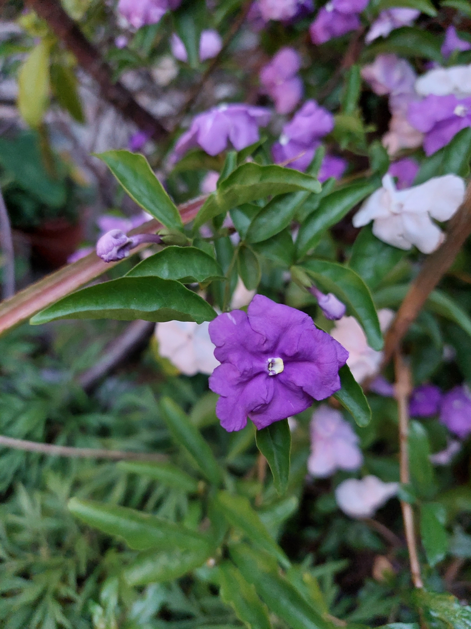 Brunfelsia uniflora (Pohl) D.Don