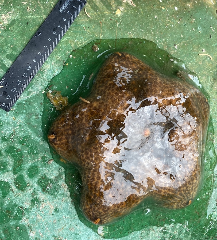 Slime Star from Приморский край, RU on July 6, 2021 at 09:55 AM by ...