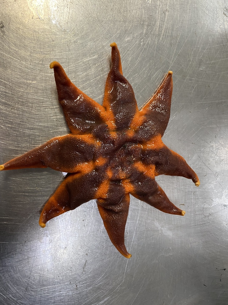 Solaster pacificus from Бухта Милоградовка, Приморский край, RU on July 11, 2021 at 10:08 AM by ...