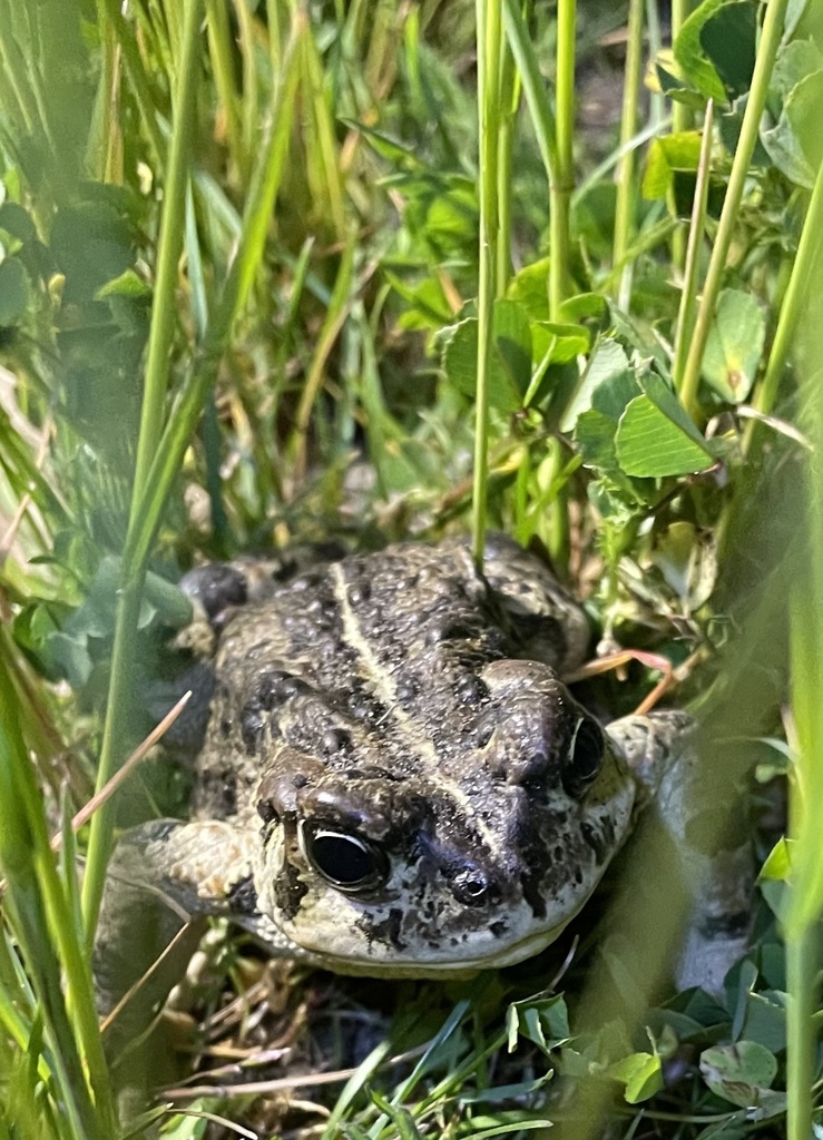 Western Toad from Lake Morena County Park, San Diego County, US-CA, US ...