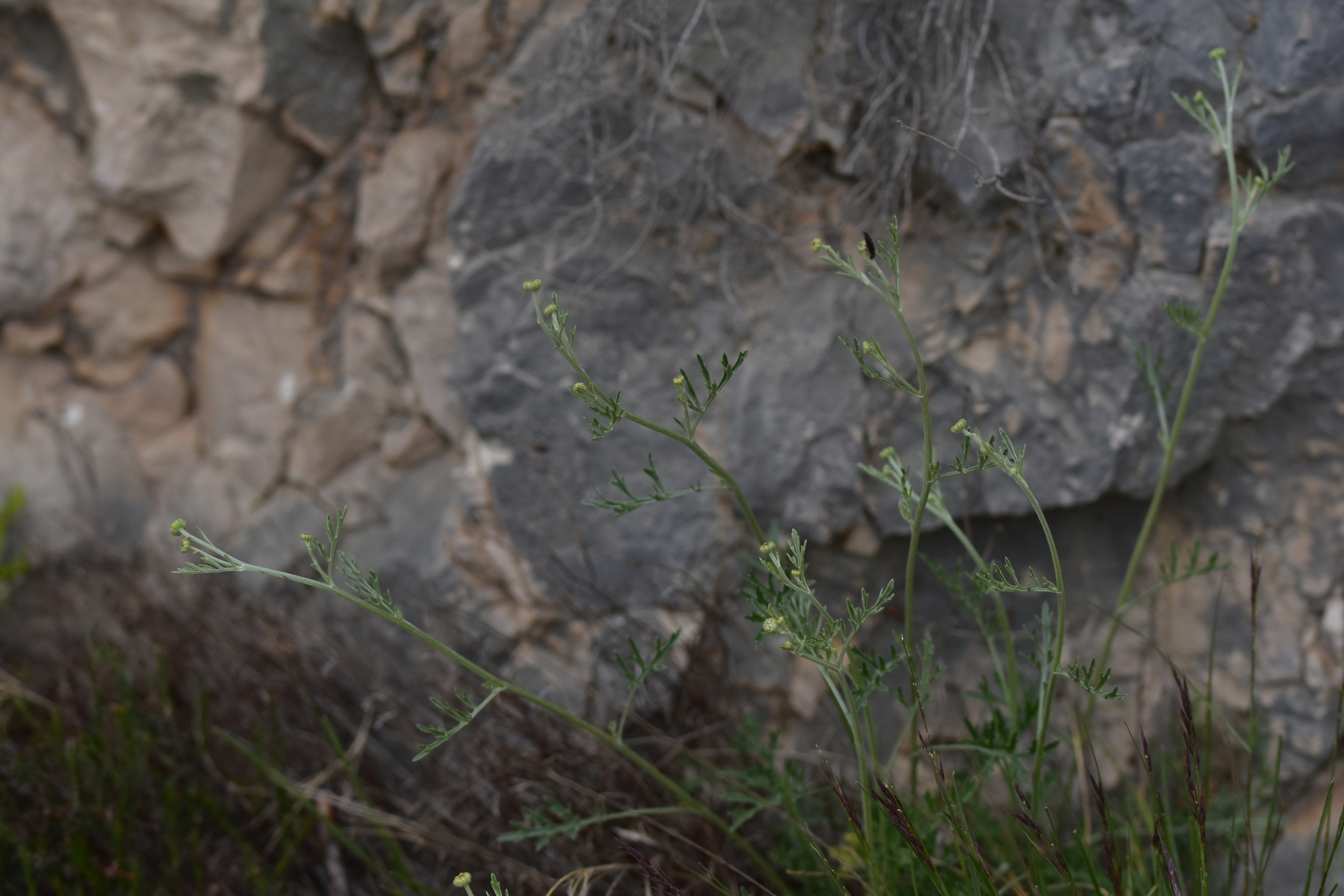 Tanacetum cinerariifolium (Trevis.) Sch.Bip.