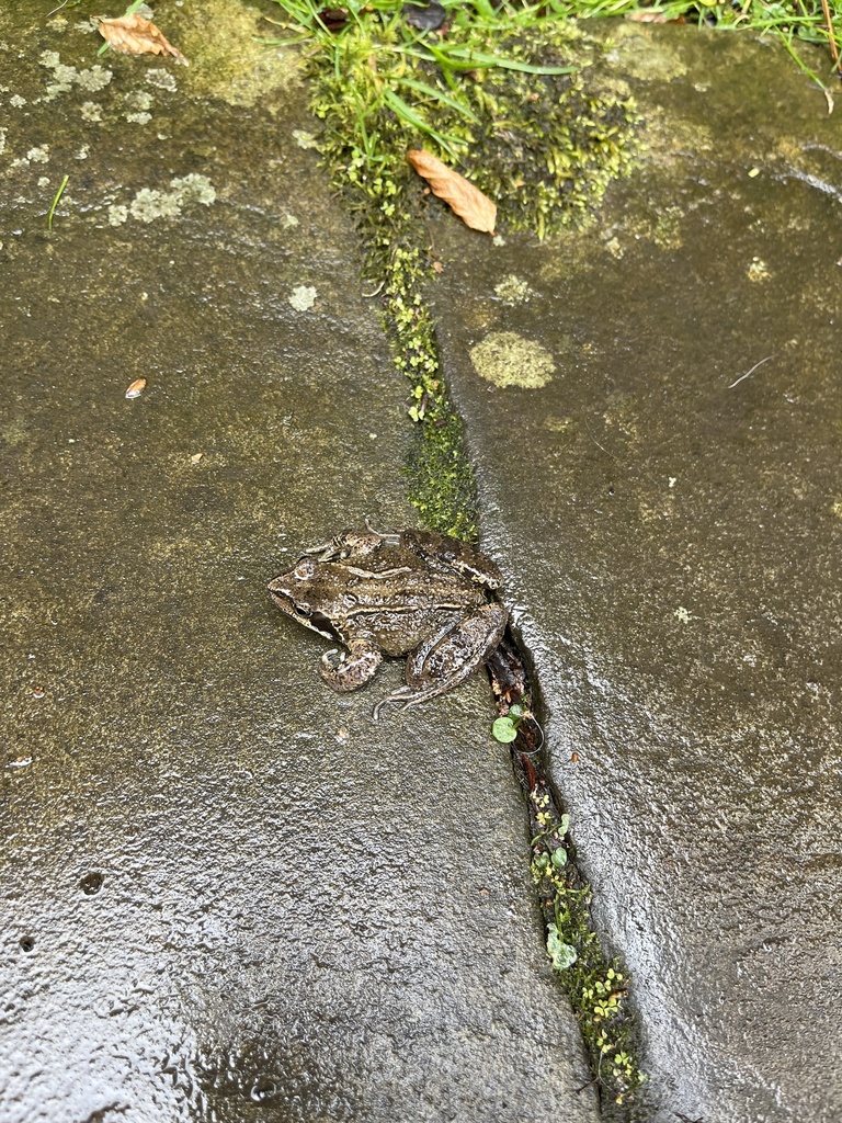 European Common Frog from Higher Lane, Macclesfield, England, GB on ...