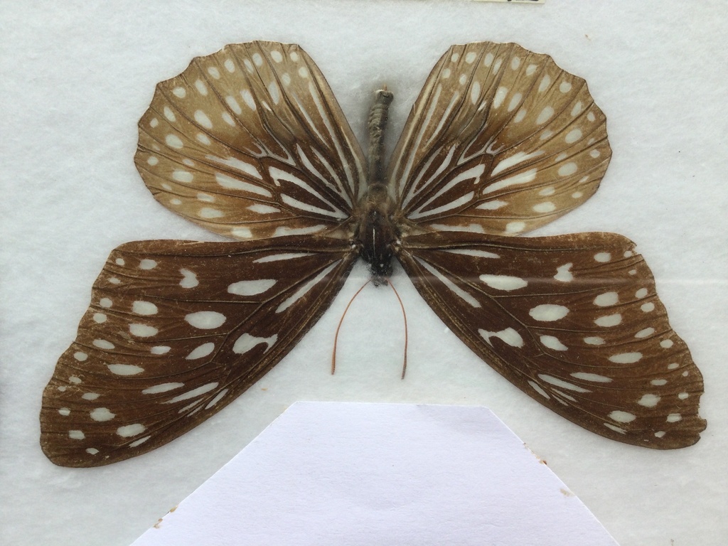 Dark Blue Tiger Butterfly from nagpur, india on April 12, 1988 by ...
