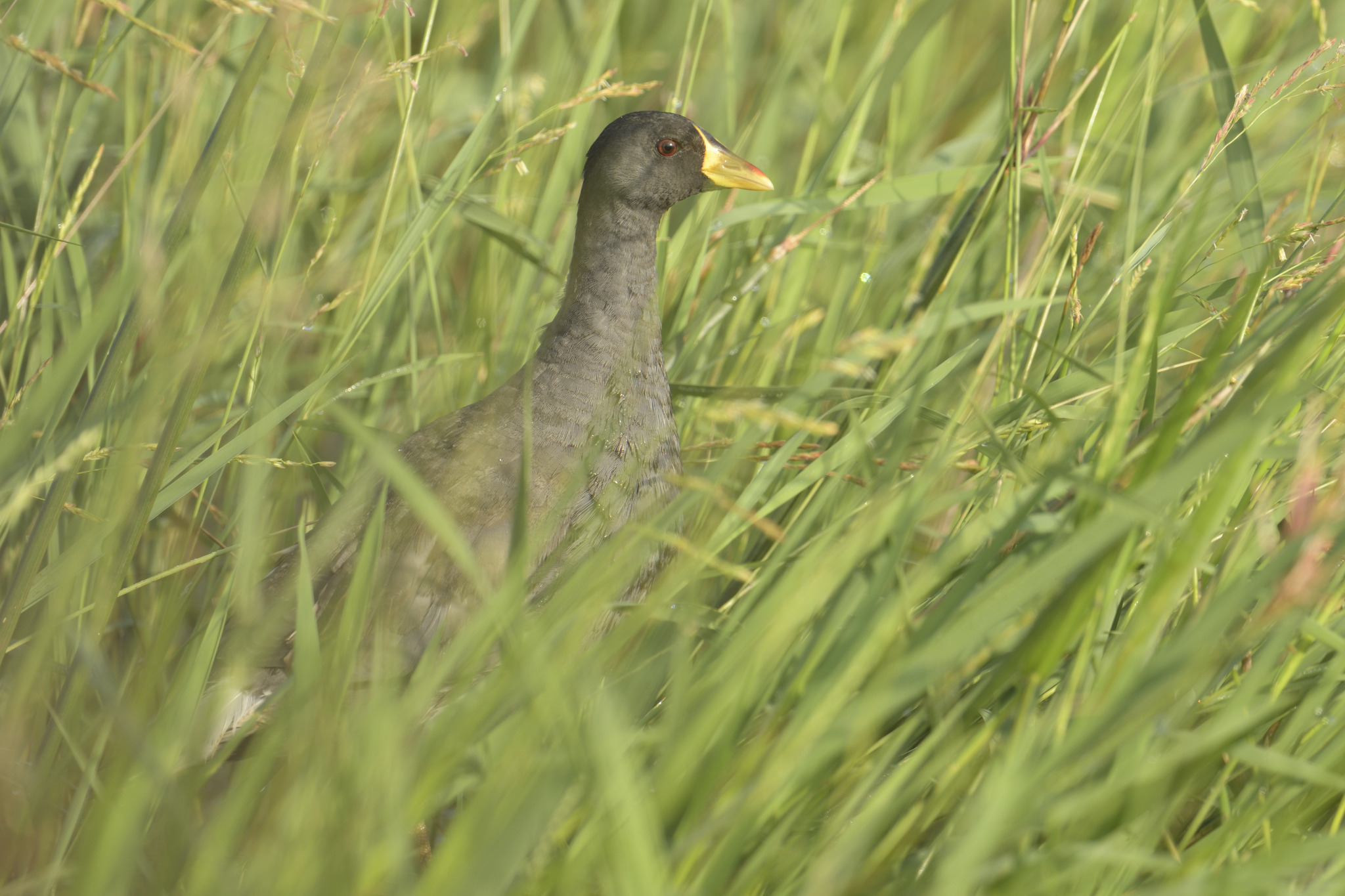 Gallinula angulata Sundevall, 1850