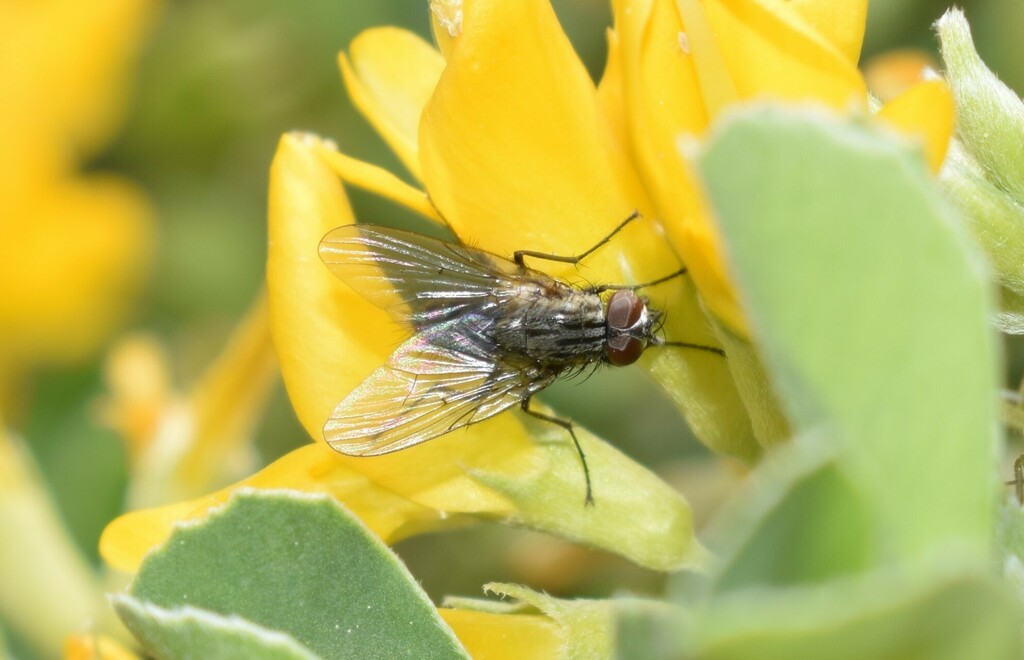 Helina reversio from North Aegean Region, Greece on April 21, 2022 at ...