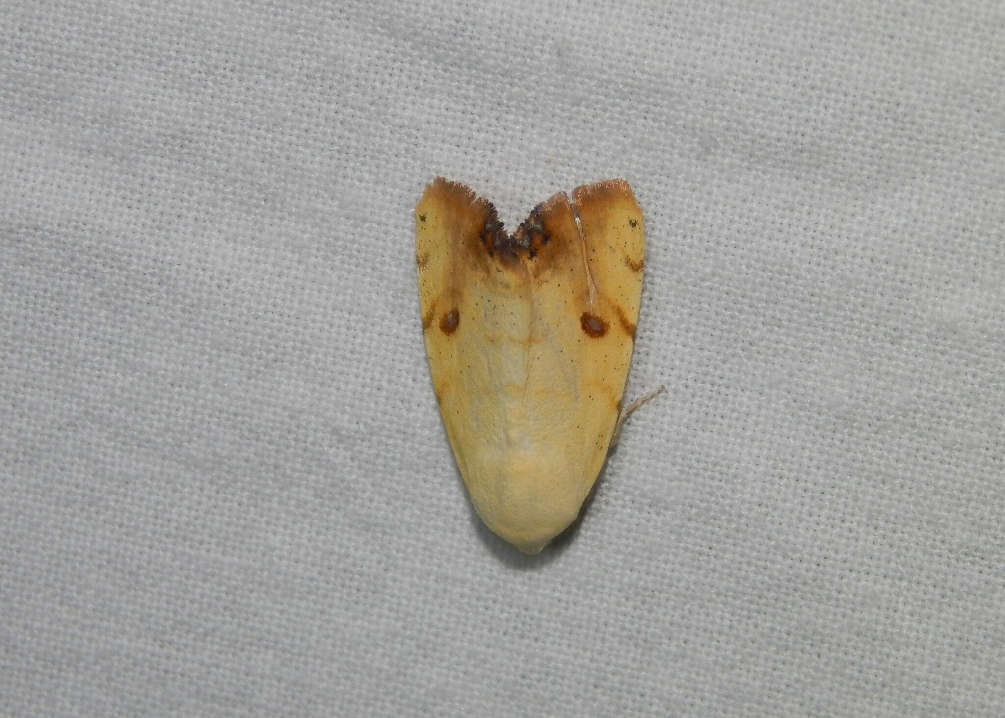 Xanthodes albago (Fabricius, 1794)