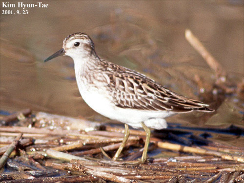 Long-toed Stint (Shanghai Winter Birds 上海冬季鸟类) · iNaturalist