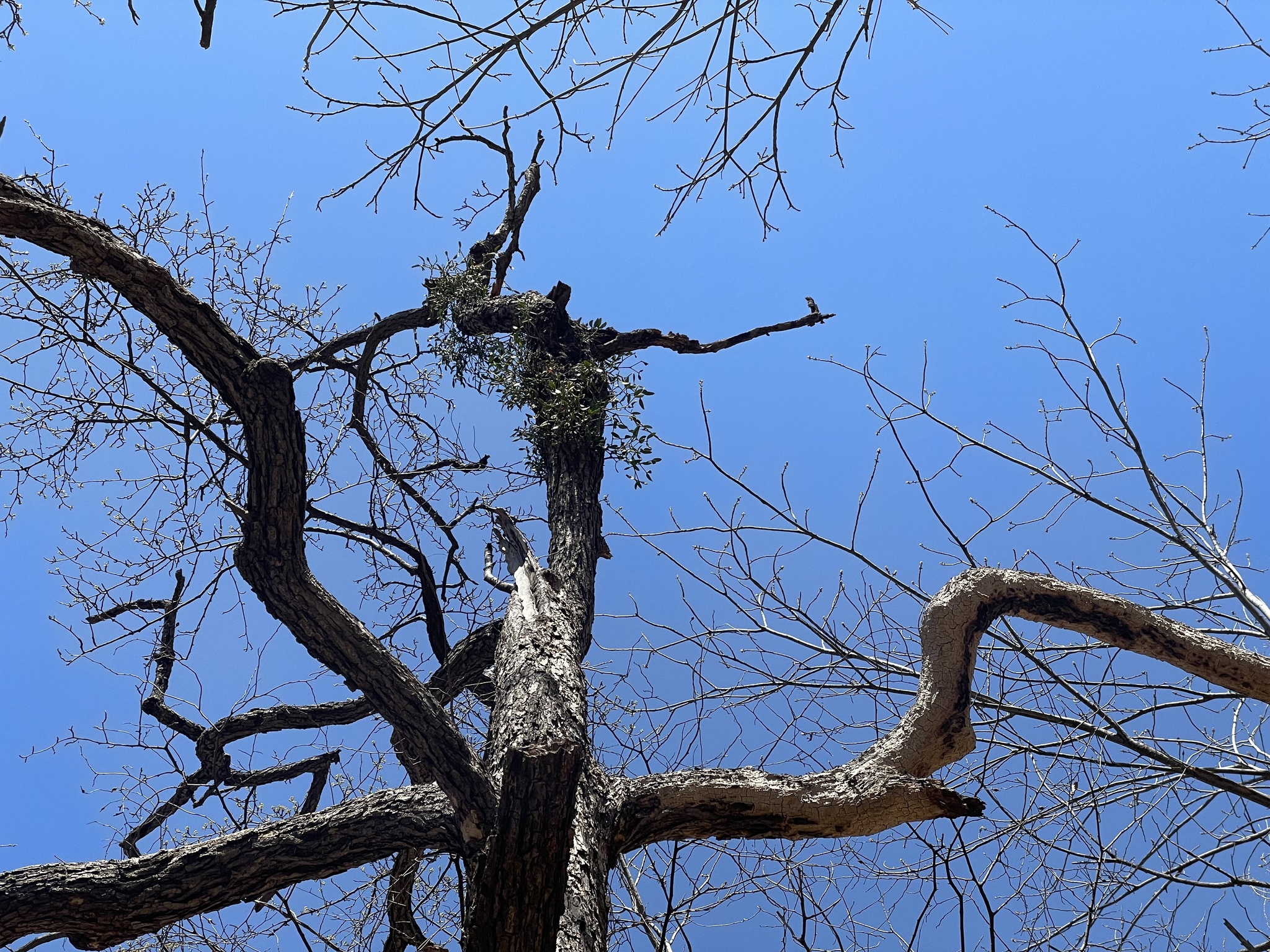 Viscum coloratum (Kom.) Nakai