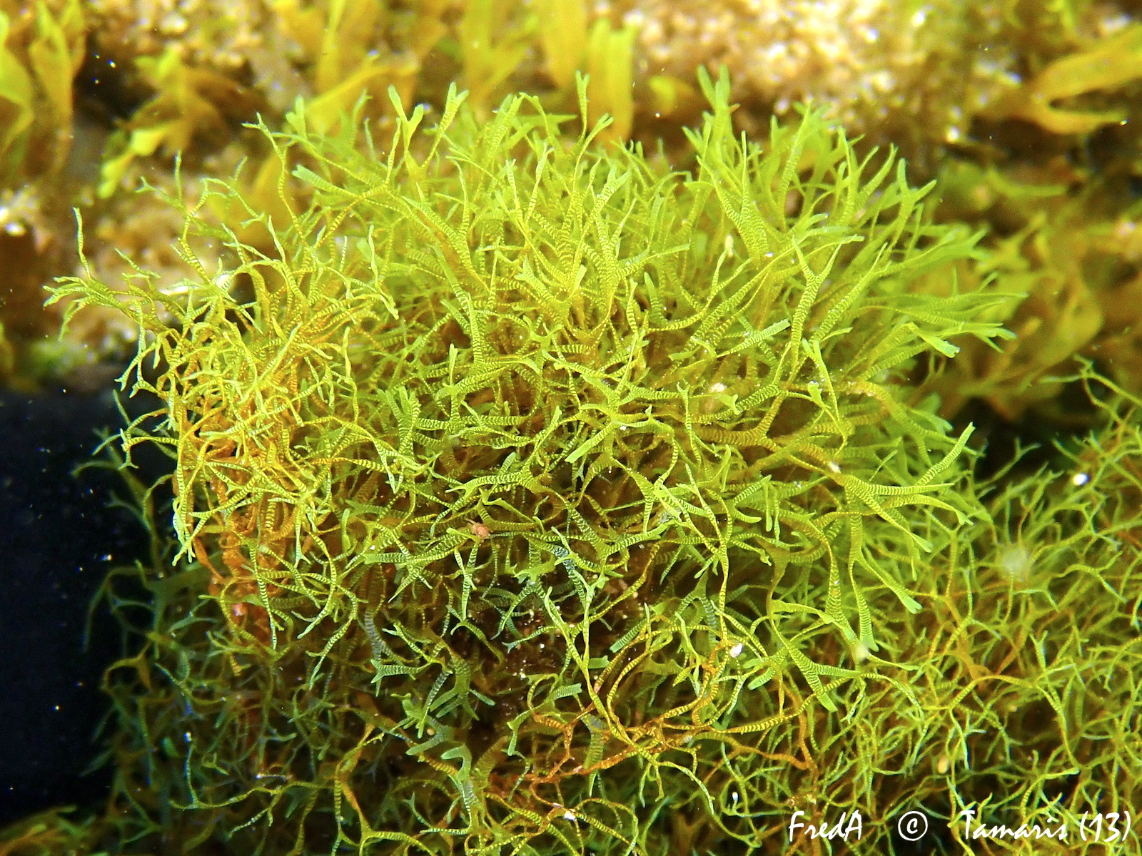 Dictyota dichotoma var. intricata (C.Agardh) Grev., 1830