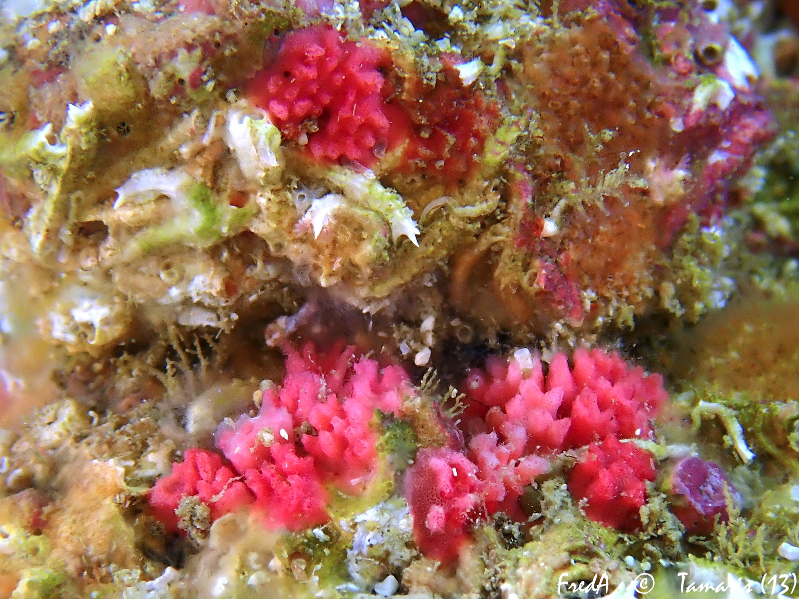 Miniacina miniacea (Pallas, 1766)