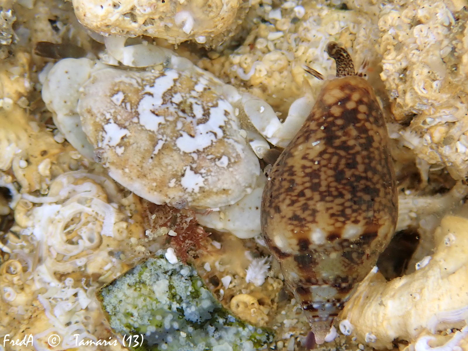 Xantho poressa (Olivi, 1792)