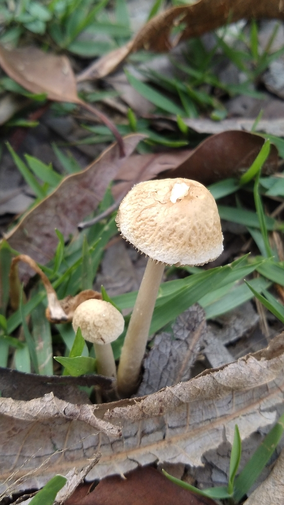 Agrocybe retigera from Unnamed Road - Universidade Federal de Alagoas ...