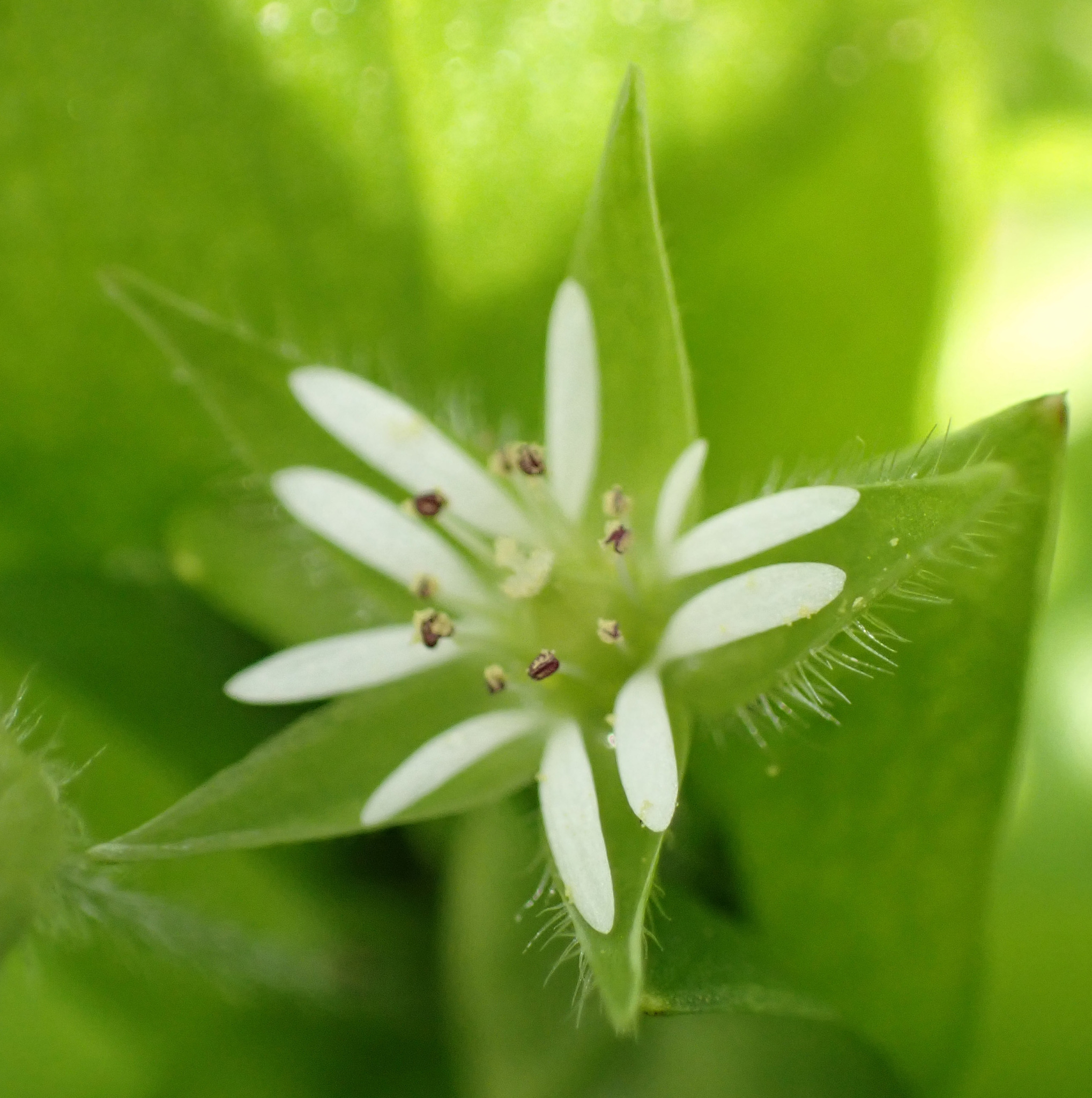 Stellaria neglecta (Lej.) Weihe