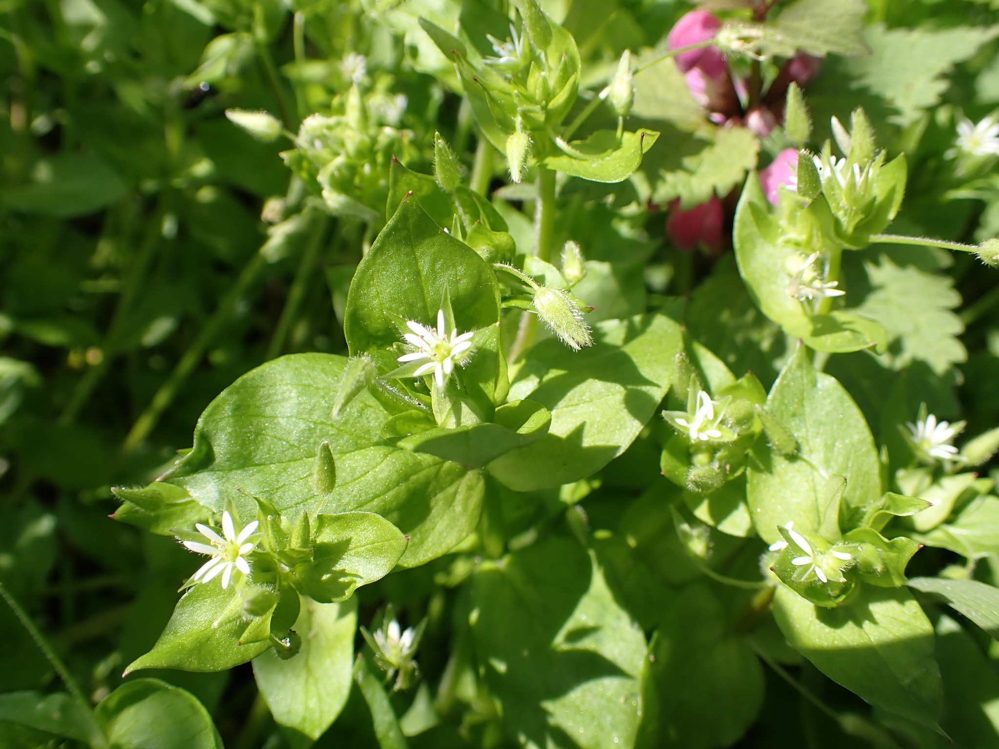 Stellaria neglecta (Lej.) Weihe