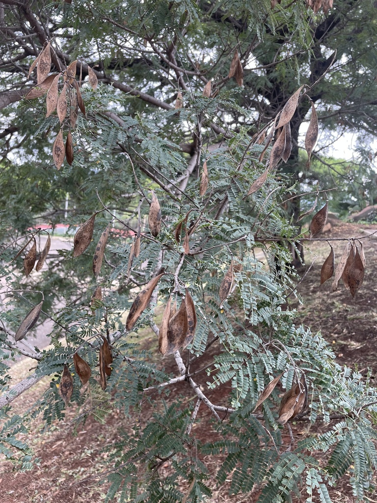 Weeping wattle (Peltophorum africanum) - Botanical Realm