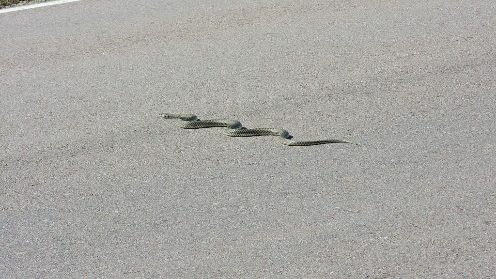 Patagonian Racer from Bernasconi, La Pampa, Argentina on April 9, 2023 ...