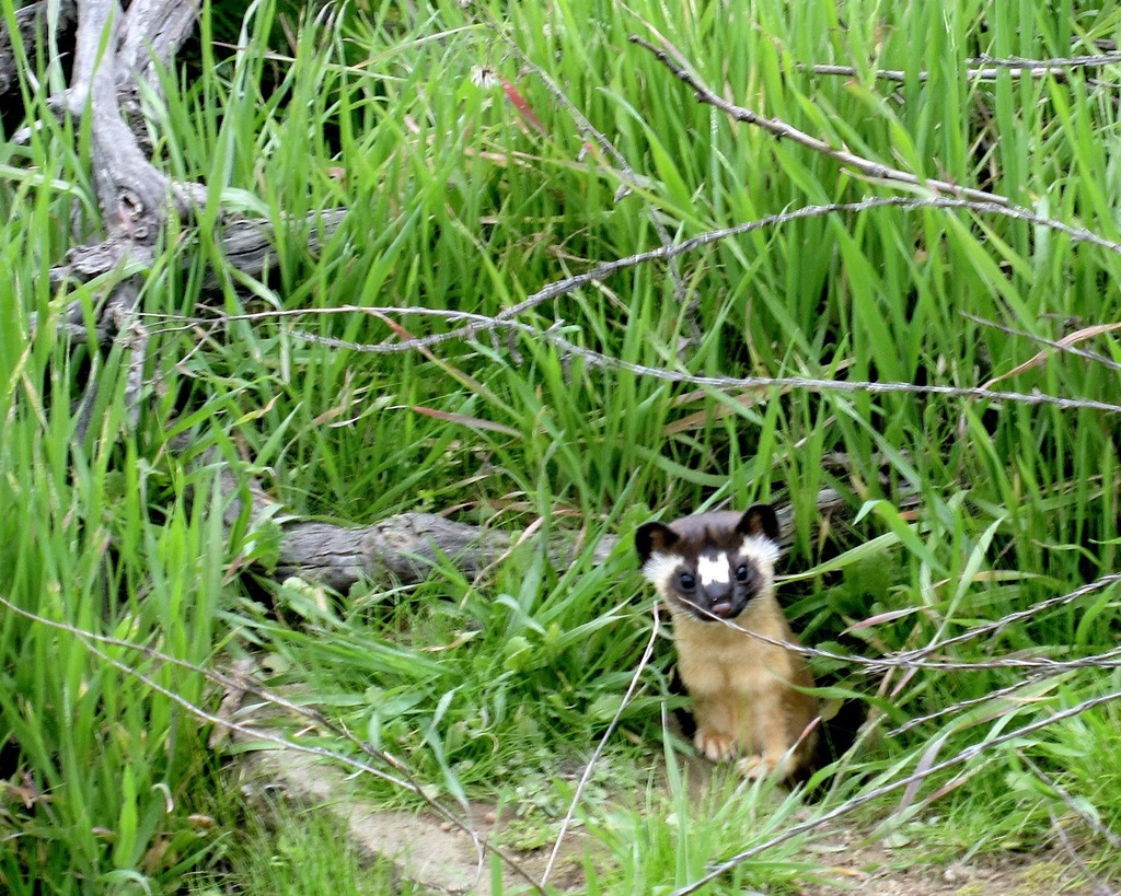 Long-tailed Weasel from Gem Ln, California 92065, USA on January 30 ...