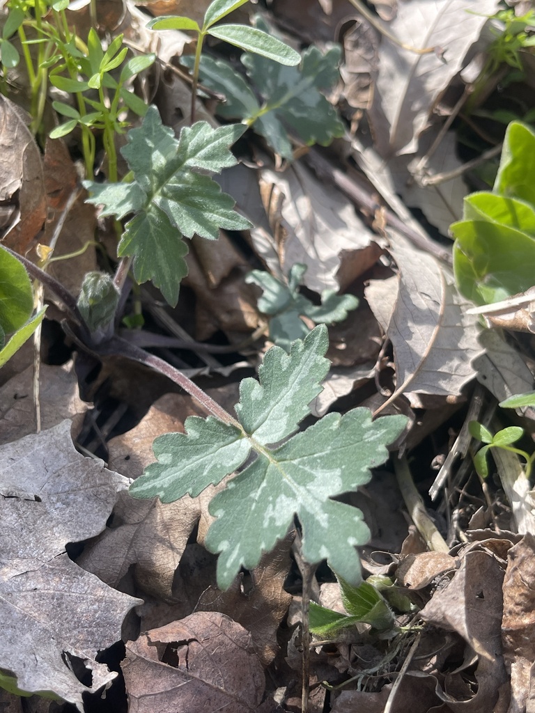 great waterleaf from McLean, IL, US on April 9, 2023 at 03:49 PM by ...