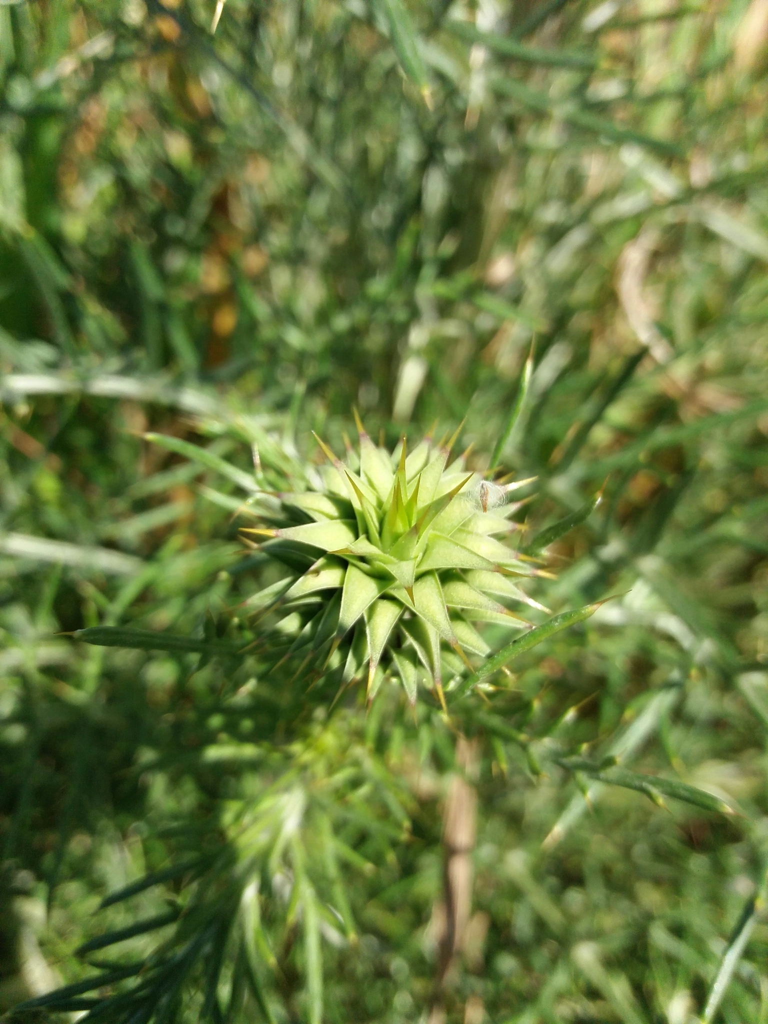 Cynara humilis L.
