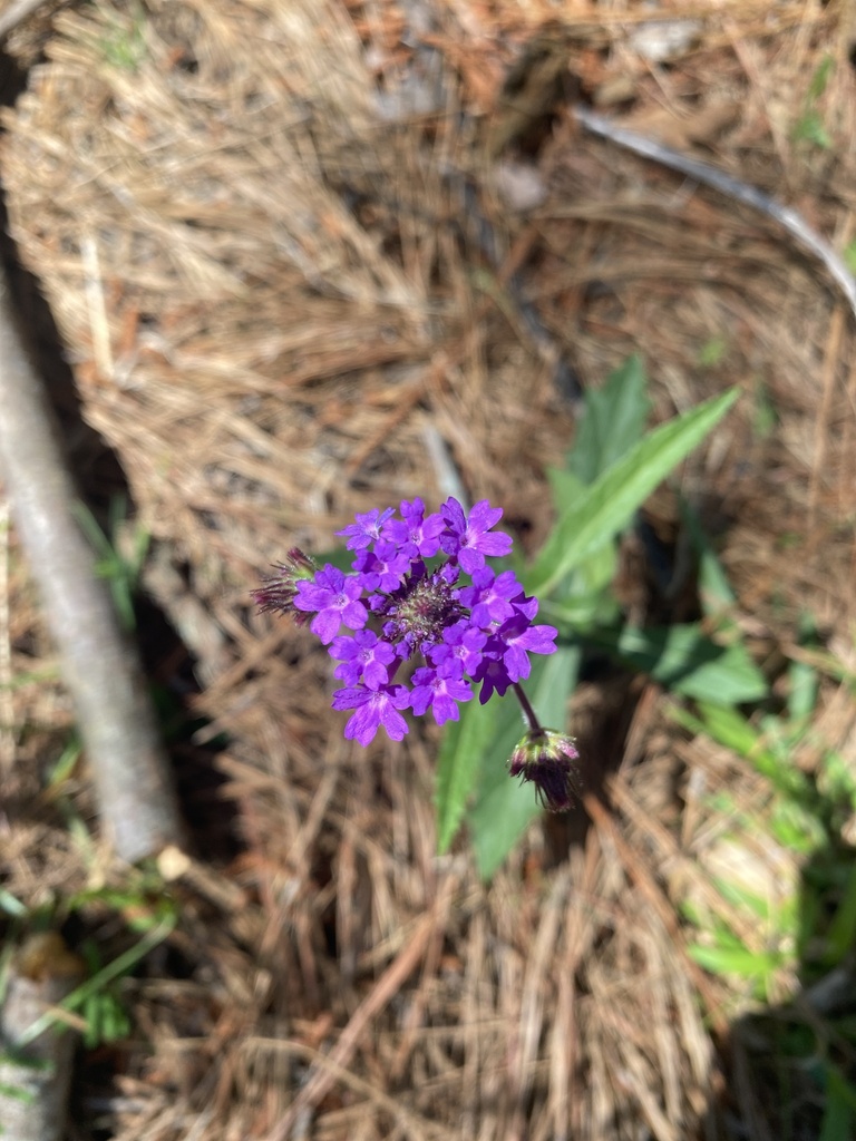 Slender Vervain from Valley, AL, US on April 9, 2023 at 03:27 PM by ...