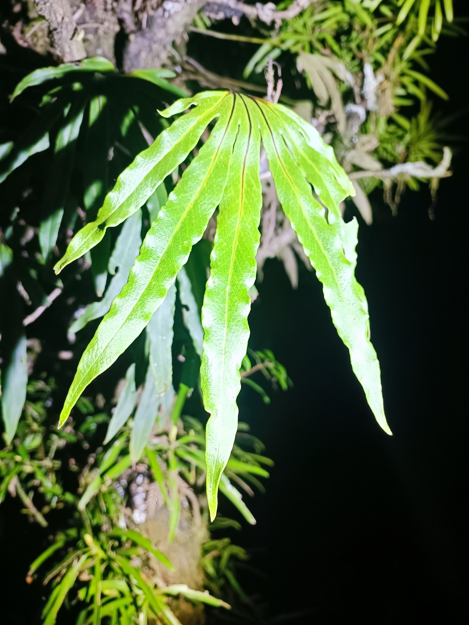 Pyrrosia polydactylos (Hance) Ching