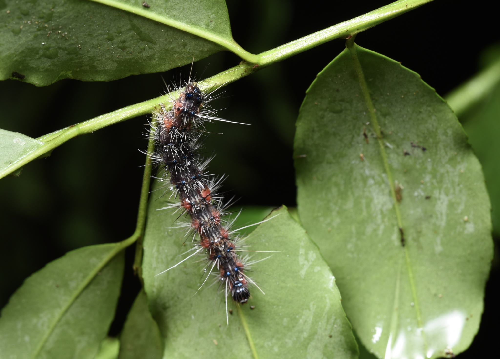 Lemyra alikangensis (Strand, 1915)