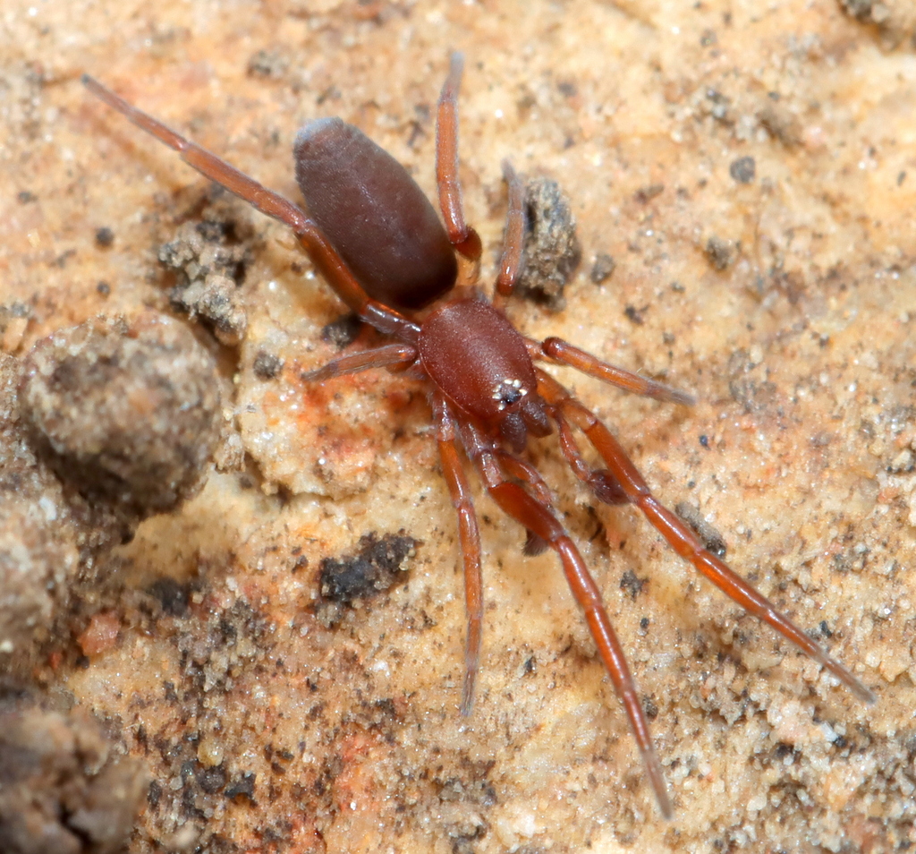 long-spinneret ground spiders from West Coast District Municipality ...