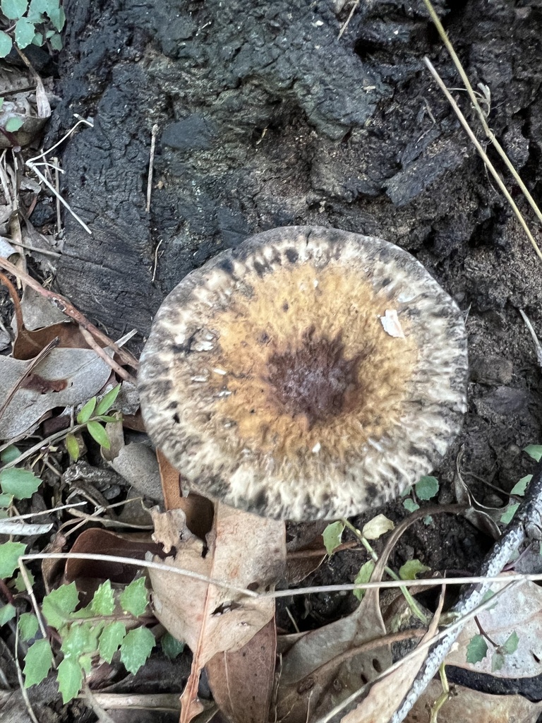 red-staining stalked polypore from Conjola, NSW, AU on April 10, 2023 ...