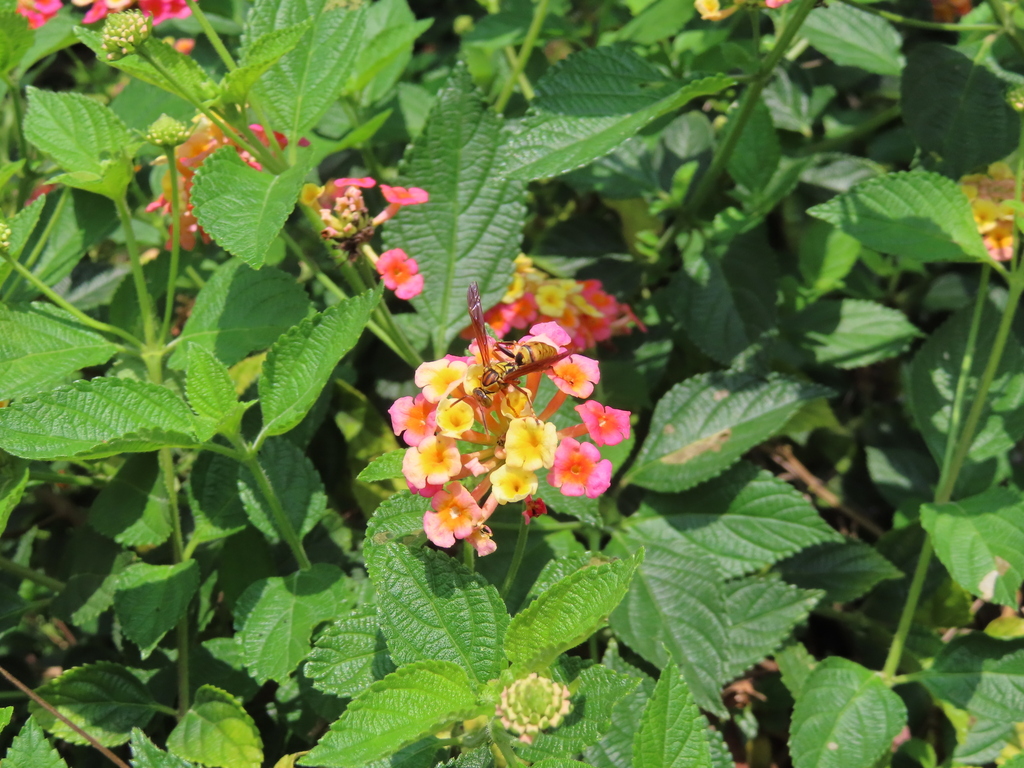 sagittarius/stigma-group Paper Wasps from 谷關遊客中心, Heping, Taichung ...