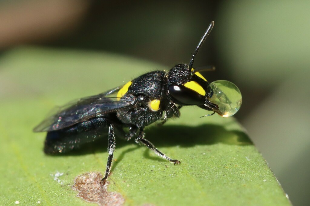 Perplexing Masked Bee from Warrimoo NSW 2774, Australia on March 31 ...
