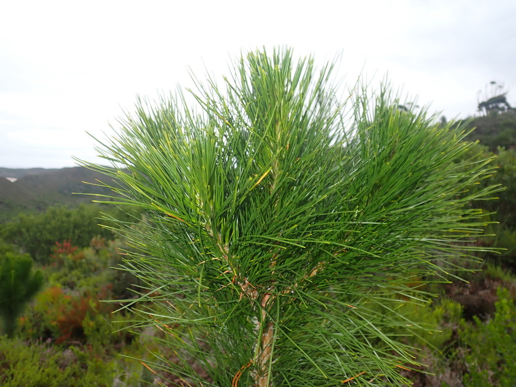 maritime pine from Uitzigt 216, ptn 75, Garden Route District ...