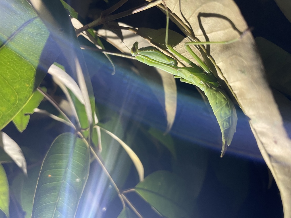 Macromantis from Route de Kaw, Roura, GF on April 09, 2023 at 08:09 PM ...